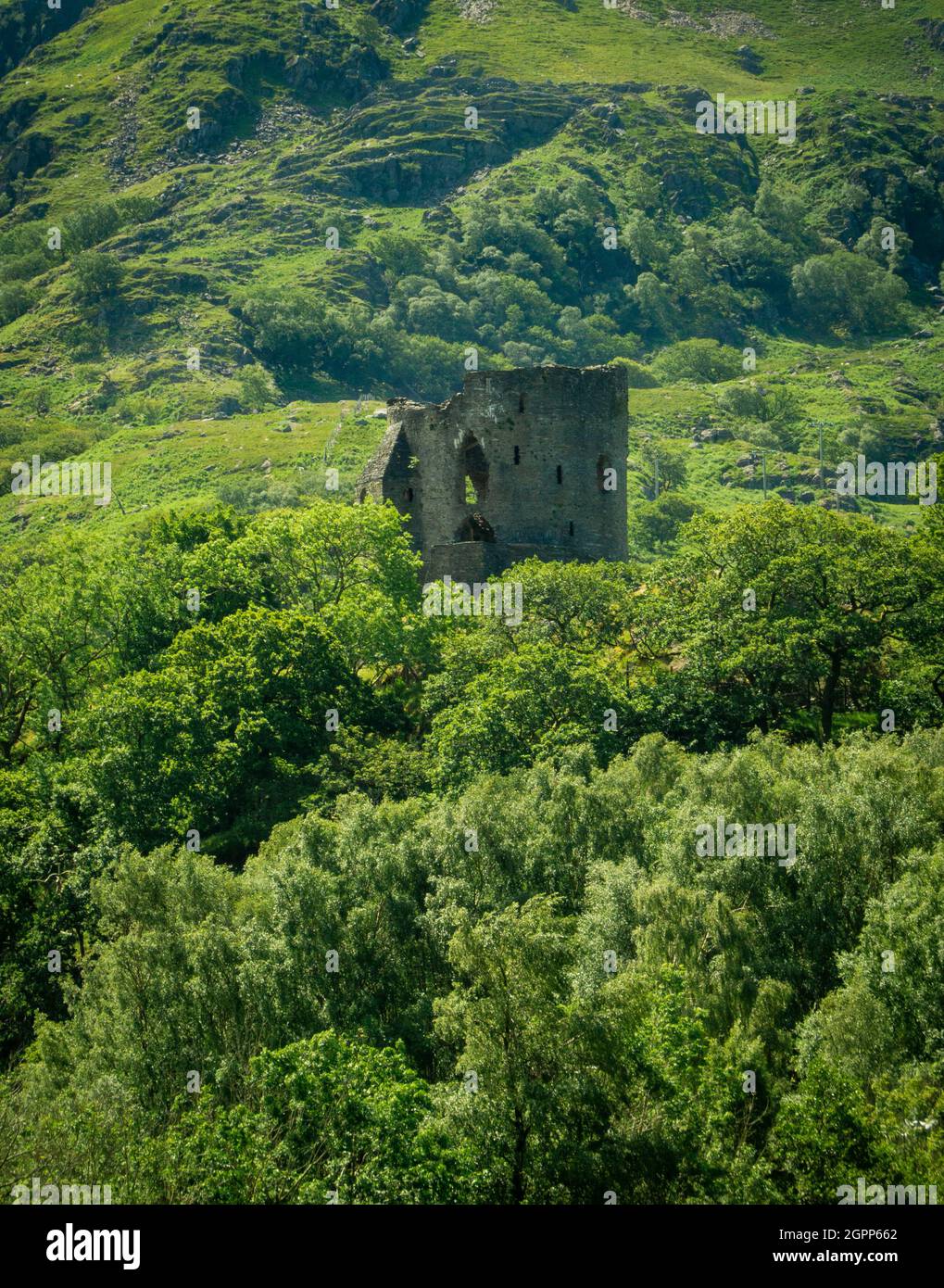Closeup shot of a ruin of a palace among beautiful green trees on the ...