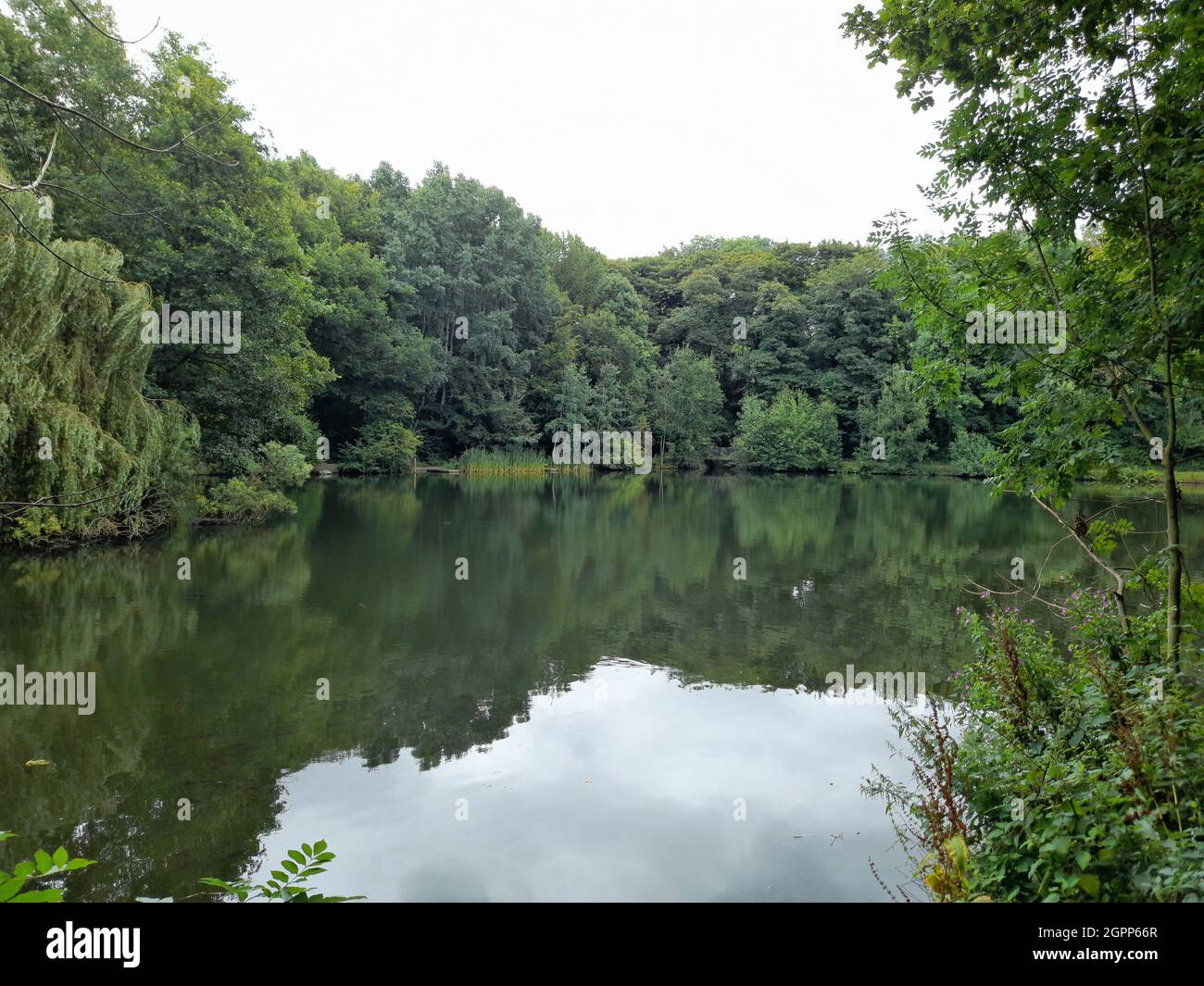 Closeup shot of a calm lake among beautiful forest Stock Photo - Alamy