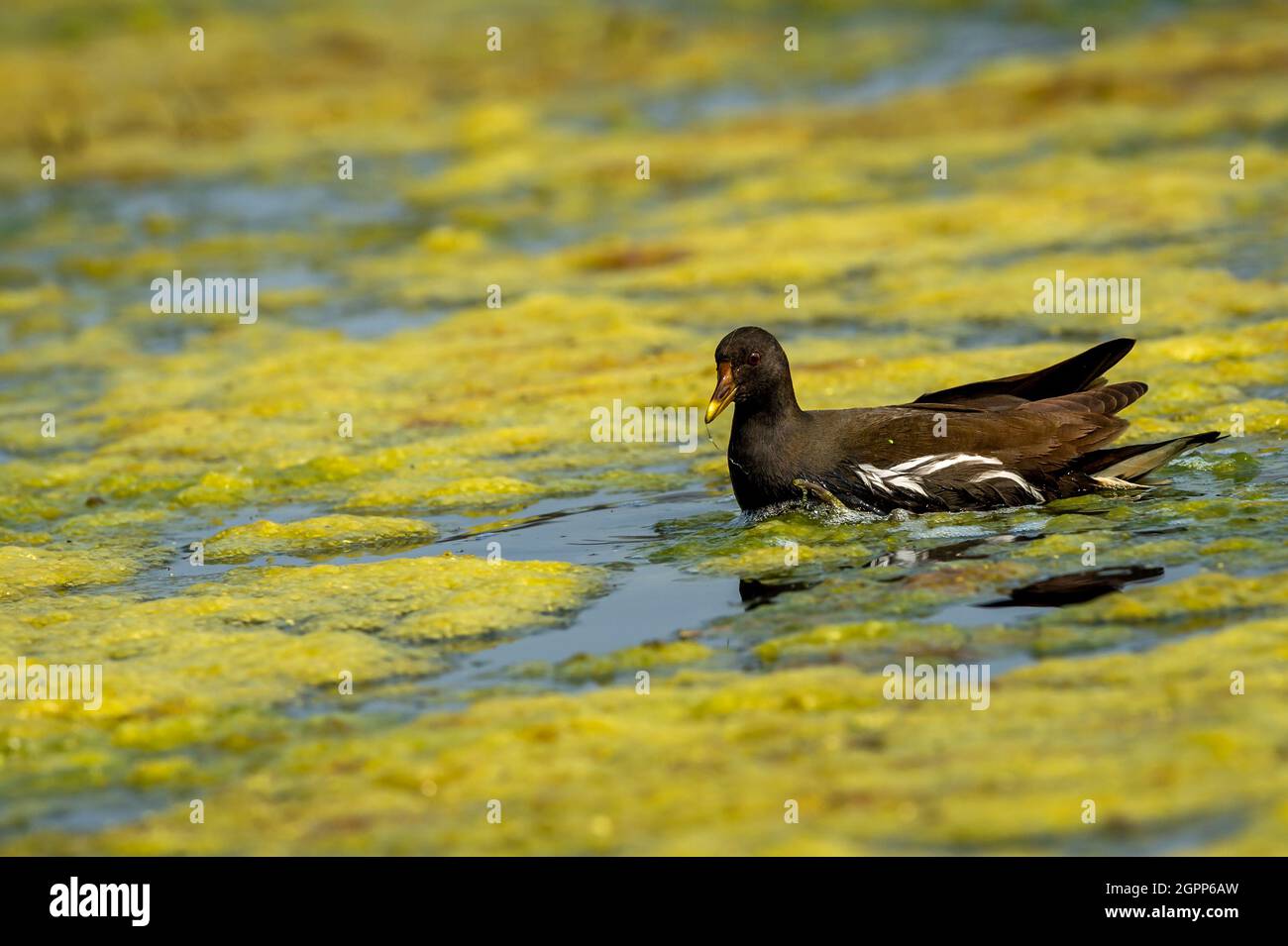 common moorhen or gallinula chloropus bird portrait floating in wetland ...