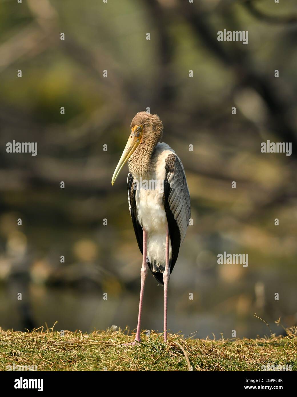 painted storks or Mycteria leucocephala juvenile close up in natural ...