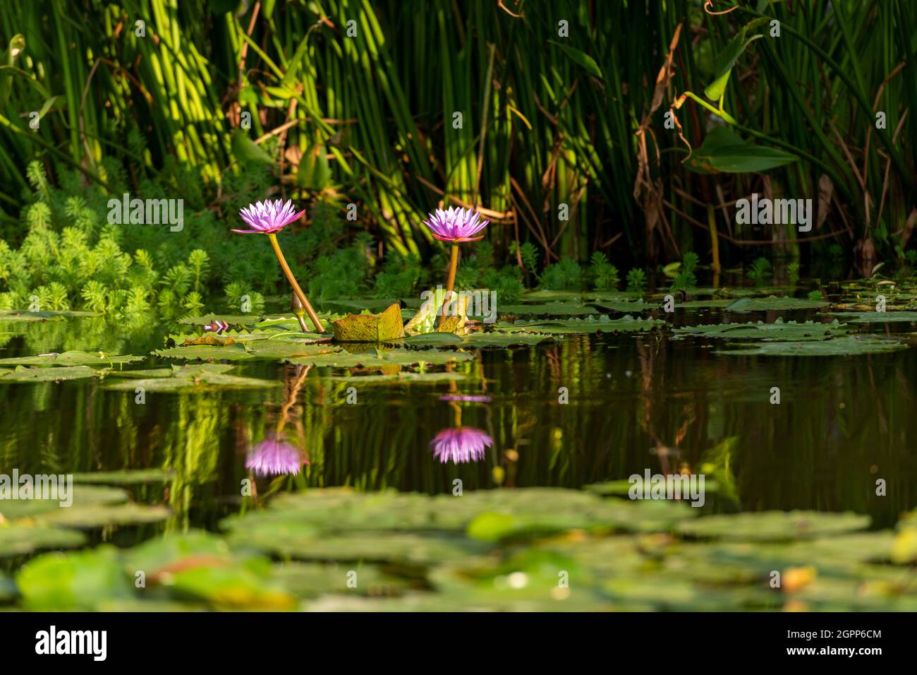 Water Lily In Pond Stock Photo - Alamy