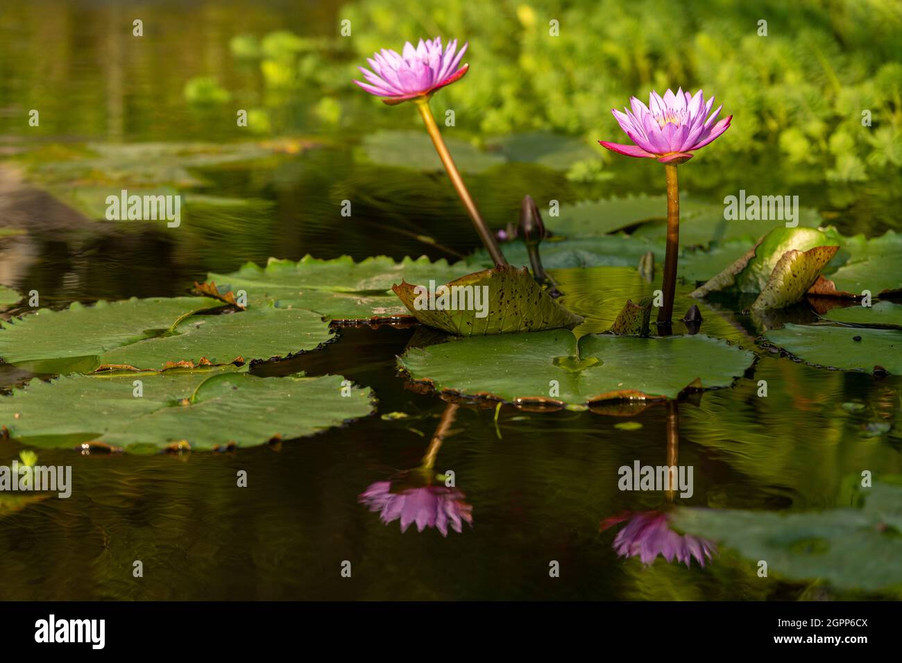 Water Lily In Pond Stock Photo - Alamy
