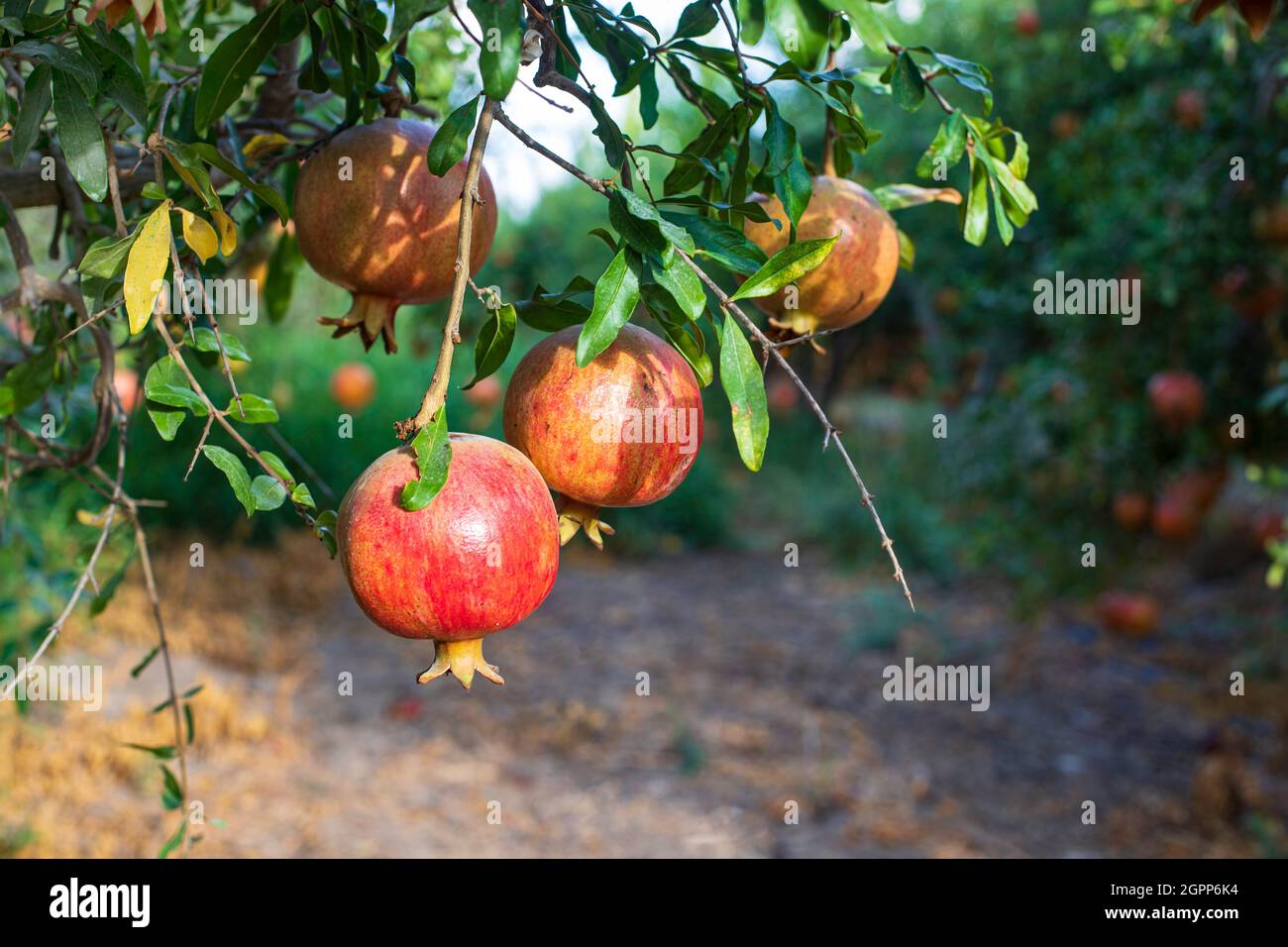 Pomegranate tree branches hi-res stock photography and images - Alamy