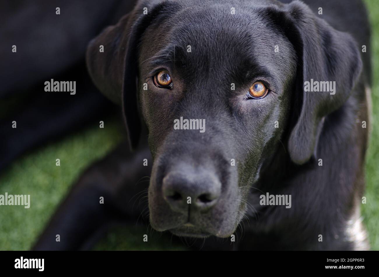 Black Labrador Retriever dog, playful closeup face and look, neutral ...