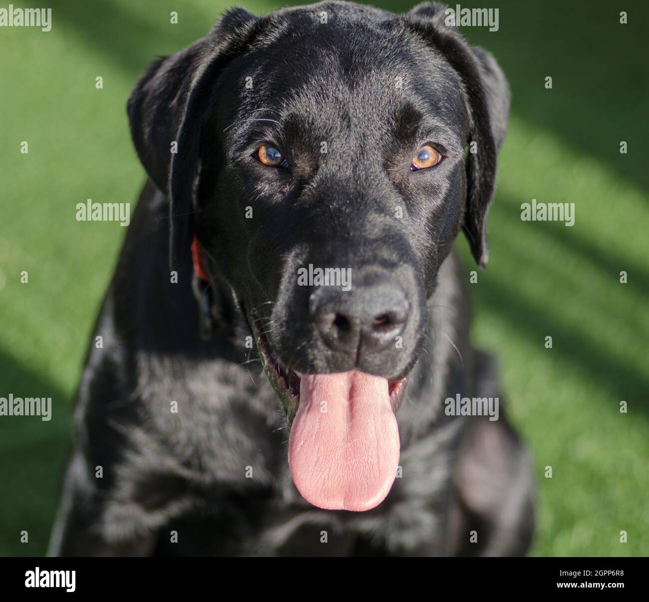 Black Labrador Retriever dog, playful closeup face and look, neutral ...