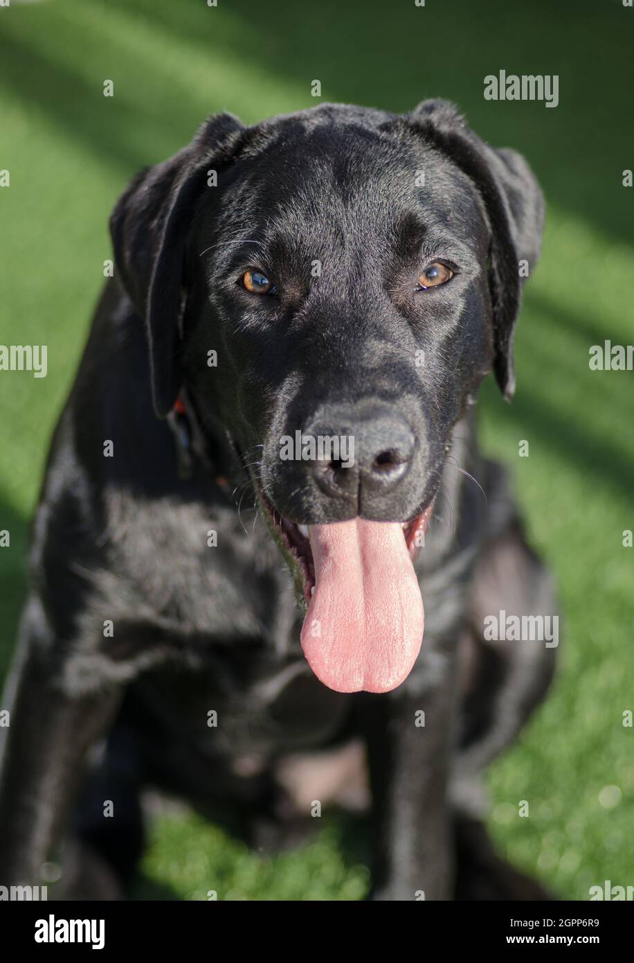 Black Labrador Retriever dog, playful closeup face and look, neutral ...