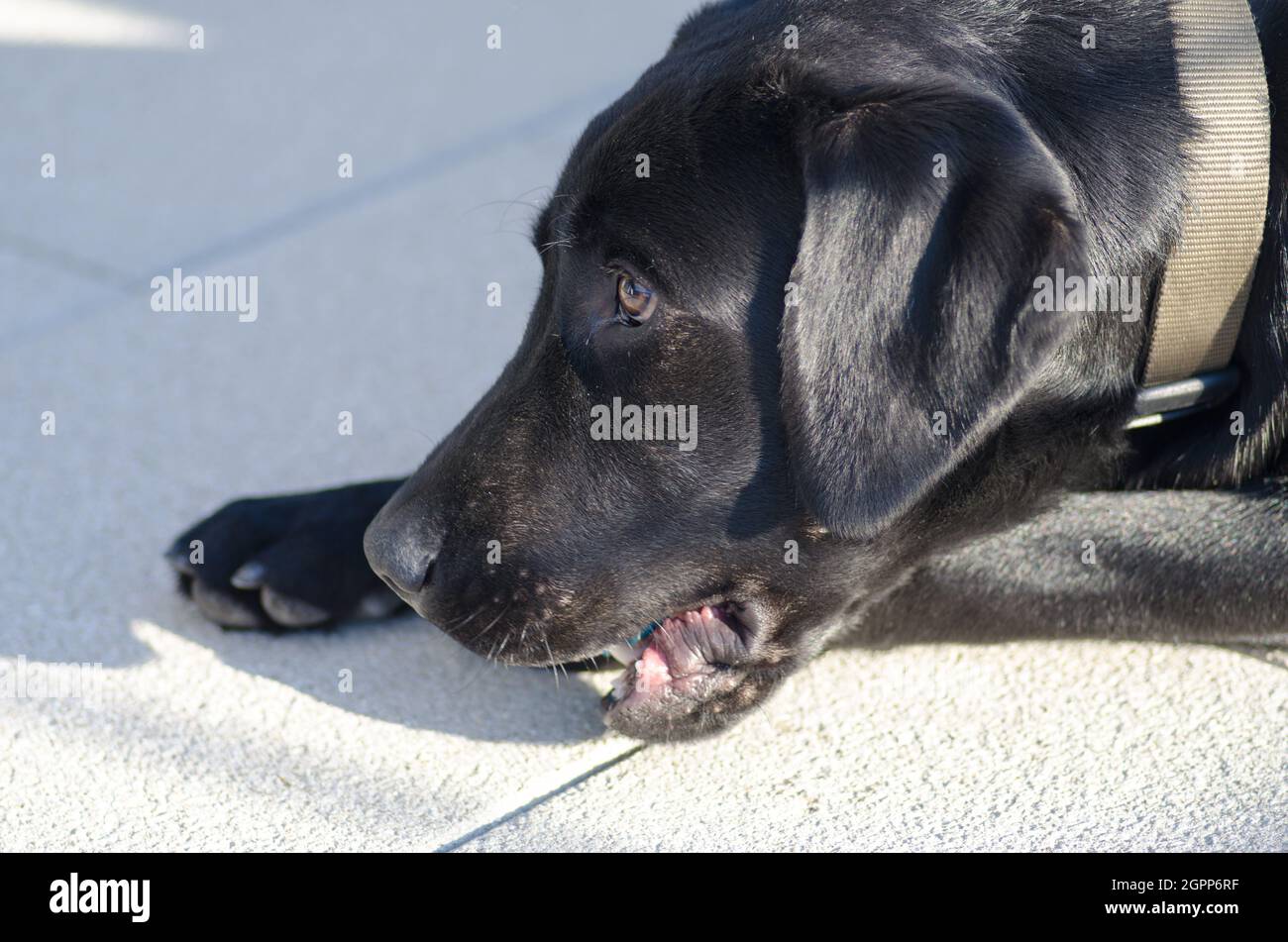 Black Labrador Retriever dog, playful closeup face and look, neutral ...
