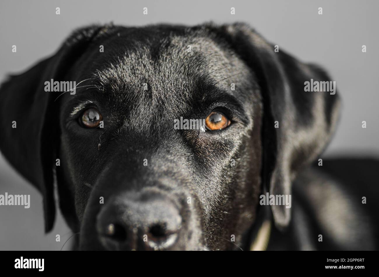 Black Labrador Retriever dog, playful closeup face and look, neutral ...