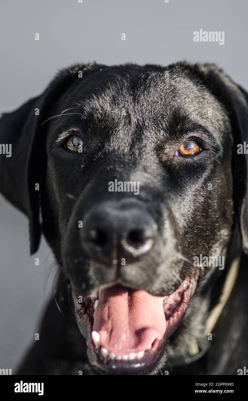 Black Labrador Retriever dog, playful closeup face and look, neutral ...