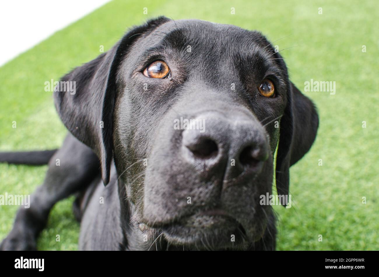 Black Labrador Retriever dog, playful closeup face and look, neutral ...
