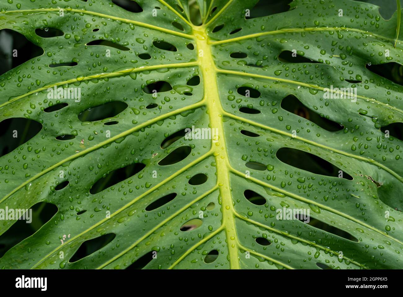 Monstera leaf detail (Monstera deliciosa) in a Colombia rainforest ...