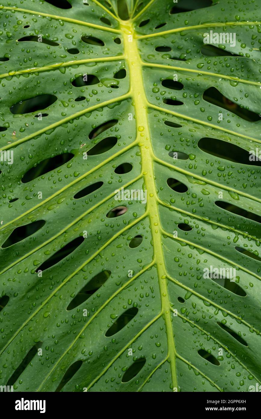 Monstera leaf detail (Monstera deliciosa) in a Colombia rainforest ...