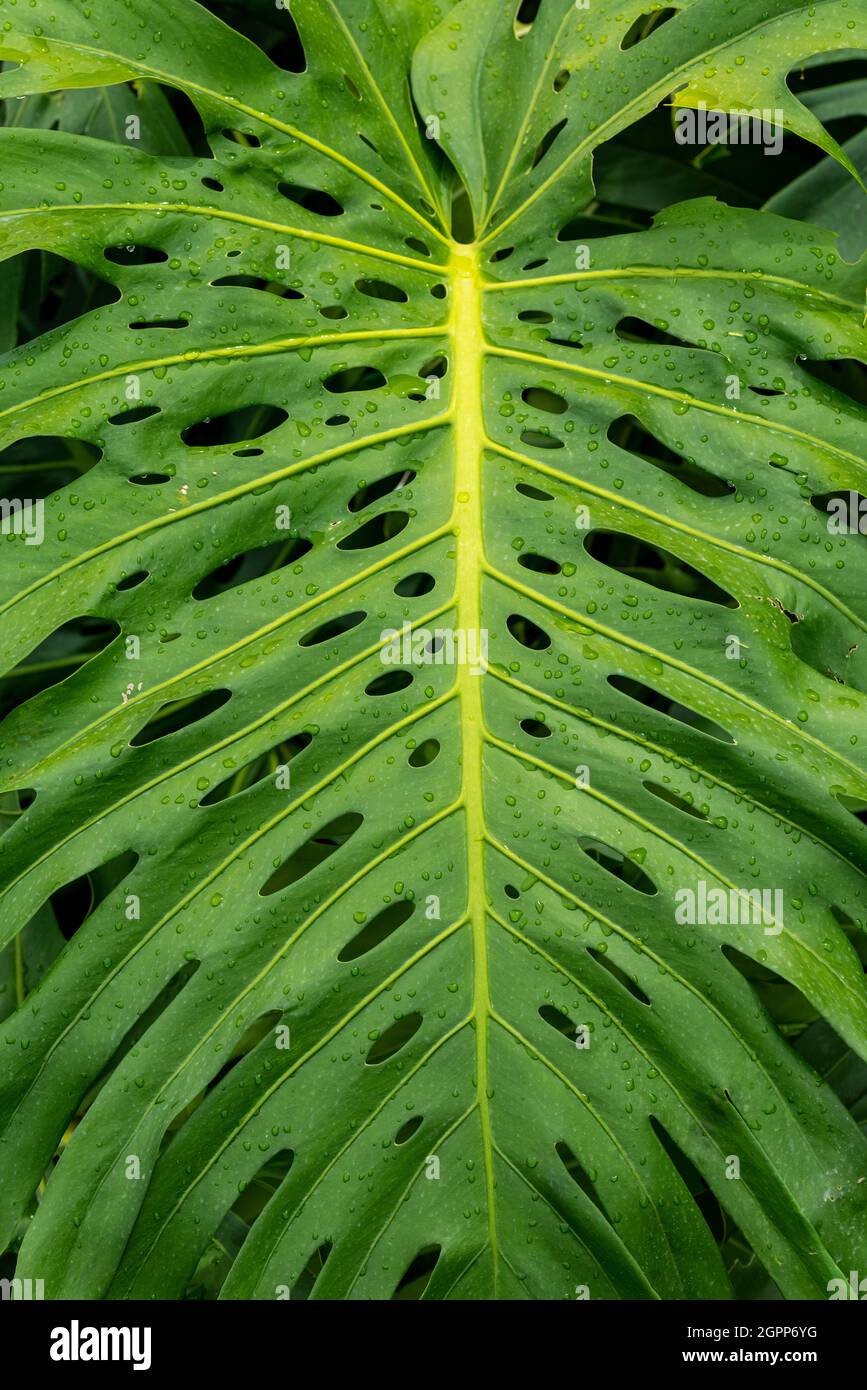 Monstera leaf detail (Monstera deliciosa) in a Colombia rainforest ...