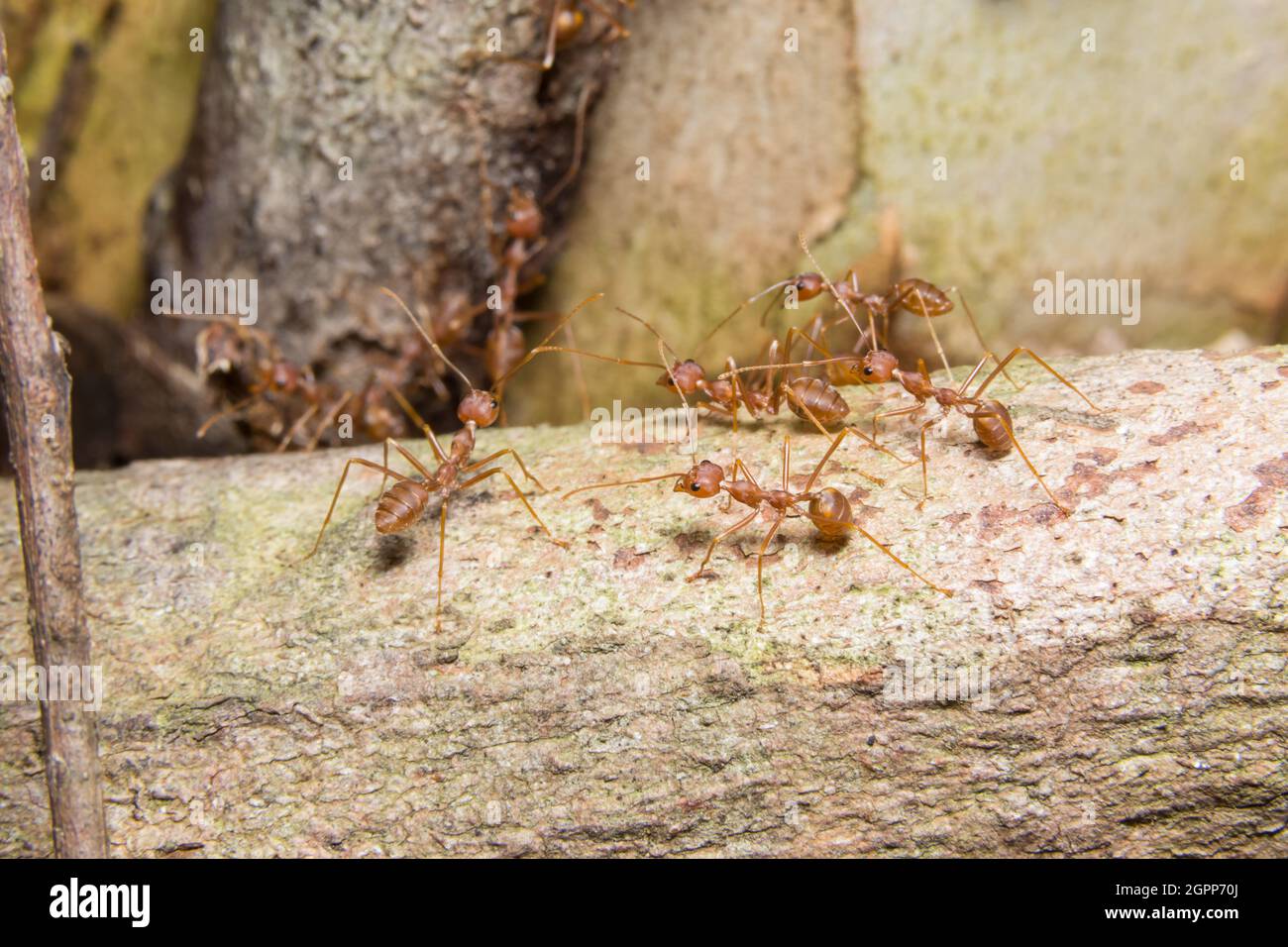 Close the red ant Stock Photo - Alamy