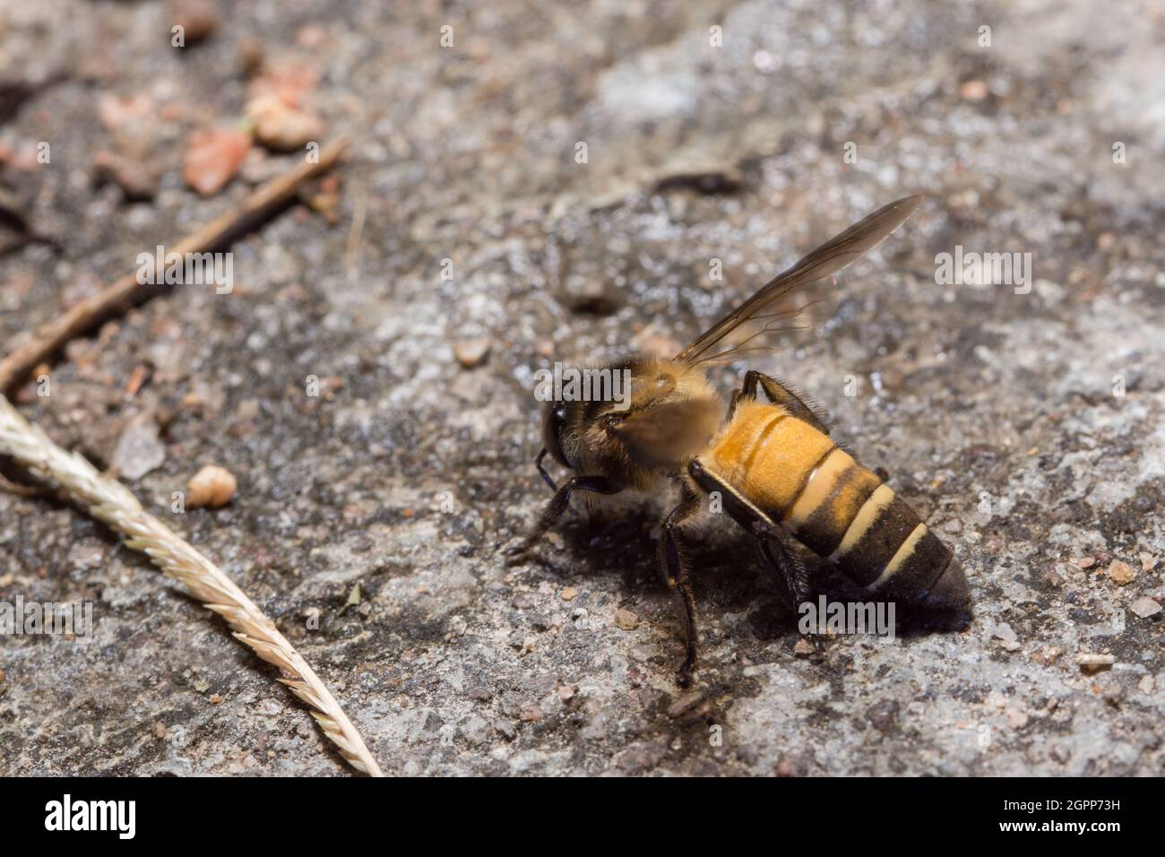 Macro bee on ground Stock Photo - Alamy
