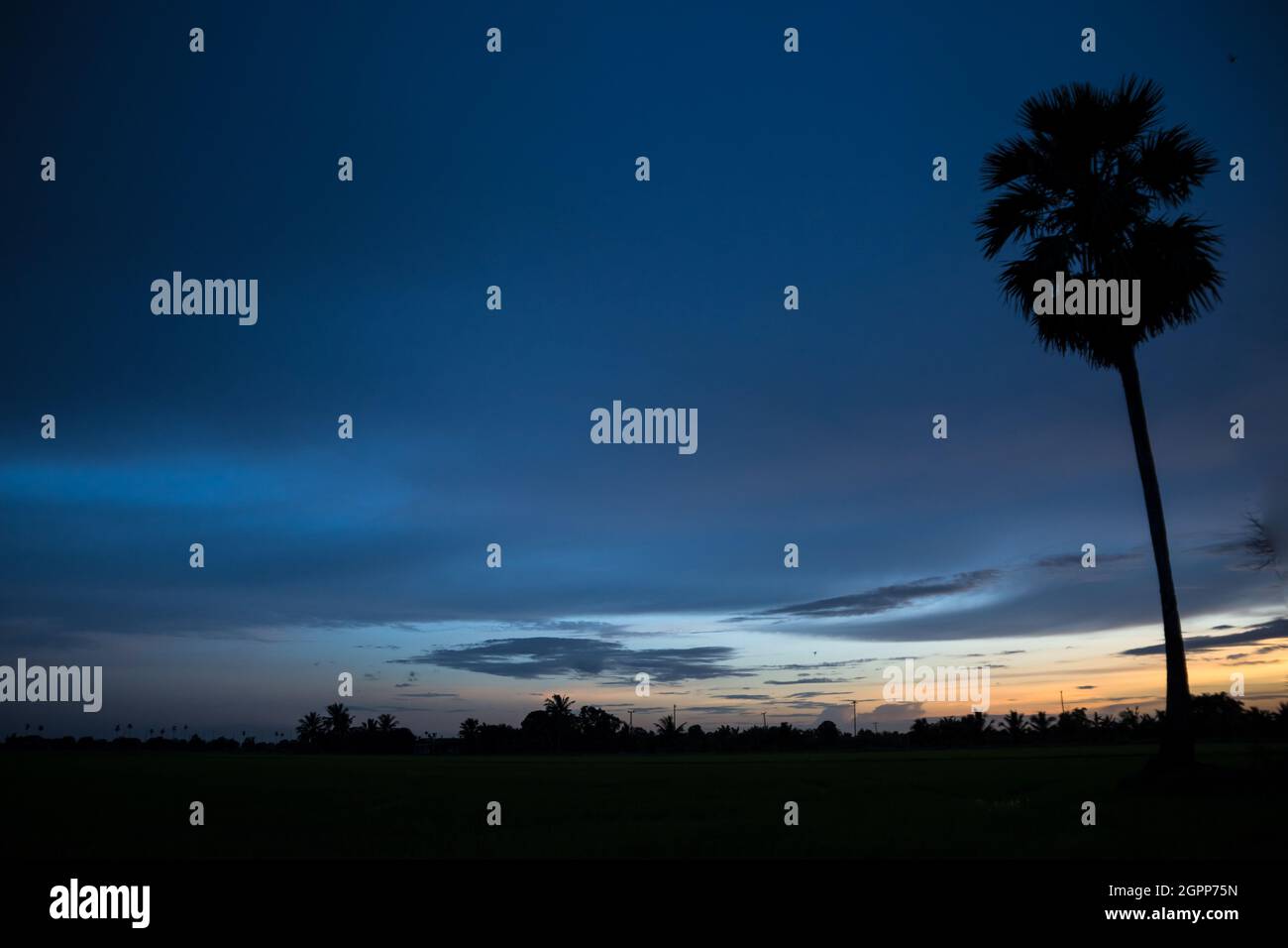 Dawn Sunrise Sycamore Tree High Resolution Stock Photography and Images ...