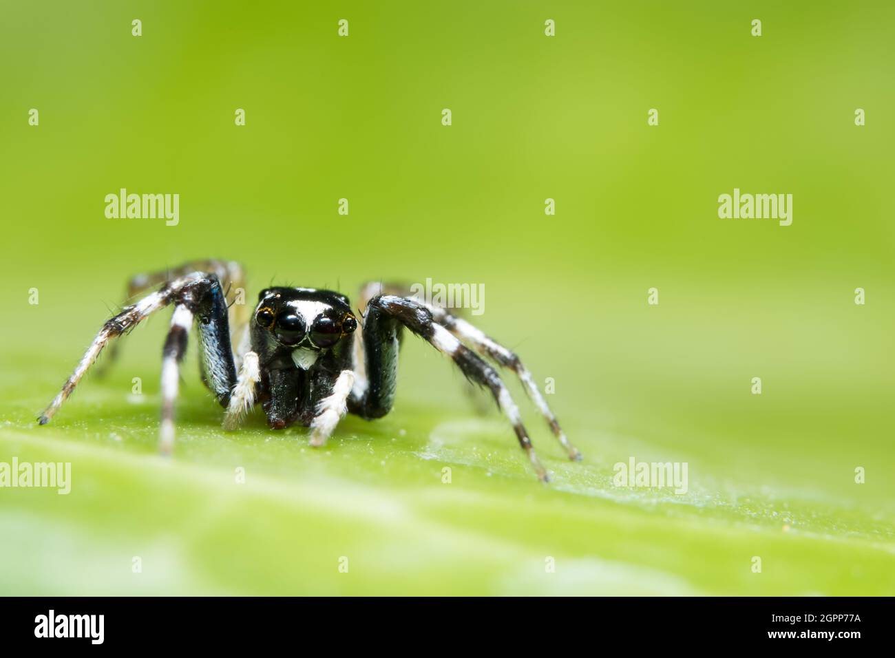 Redback spider eyes hi-res stock photography and images - Alamy
