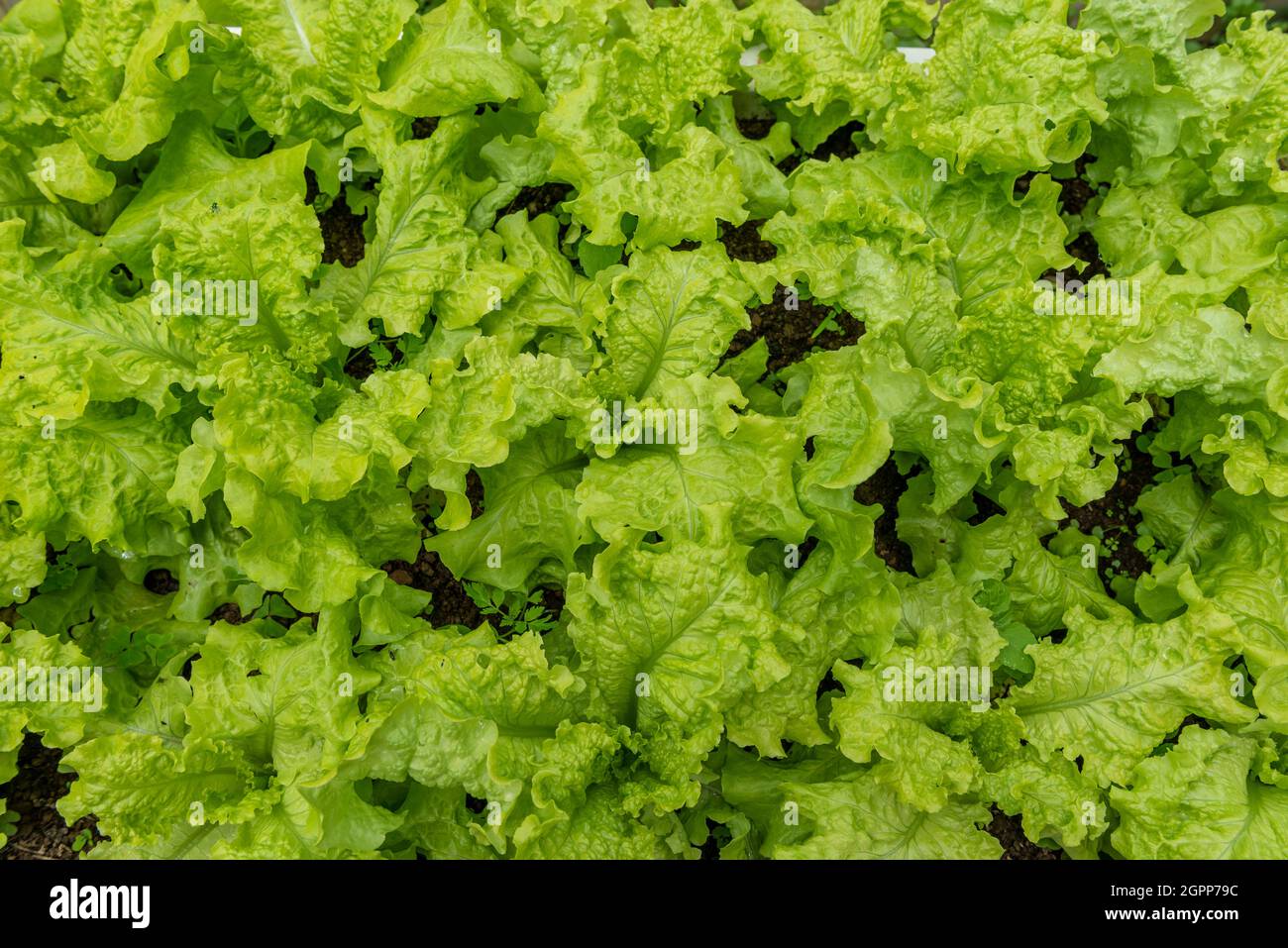 Lettuce leaves pattern hi-res stock photography and images - Alamy