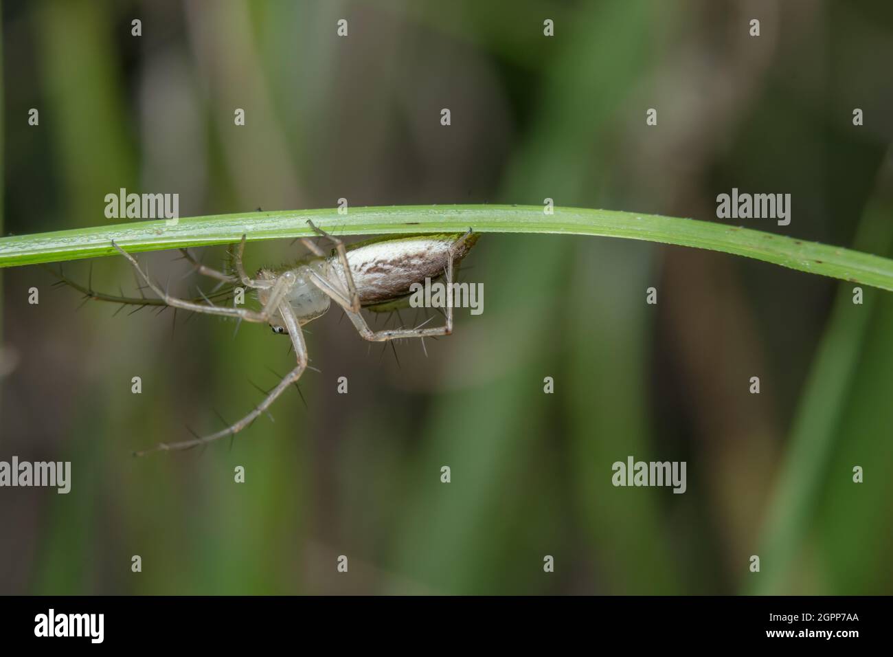Close-ups Spider leaves on the leaf Stock Photo - Alamy