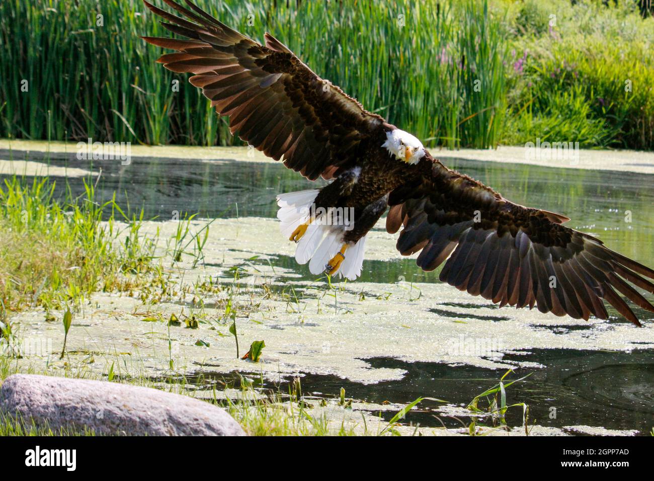 Bald eagle flying above the water surface Stock Photo - Alamy