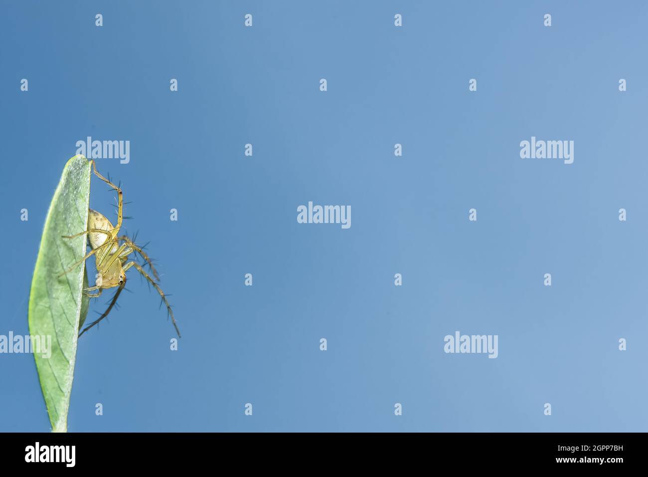 Redback spider eyes hi-res stock photography and images - Alamy