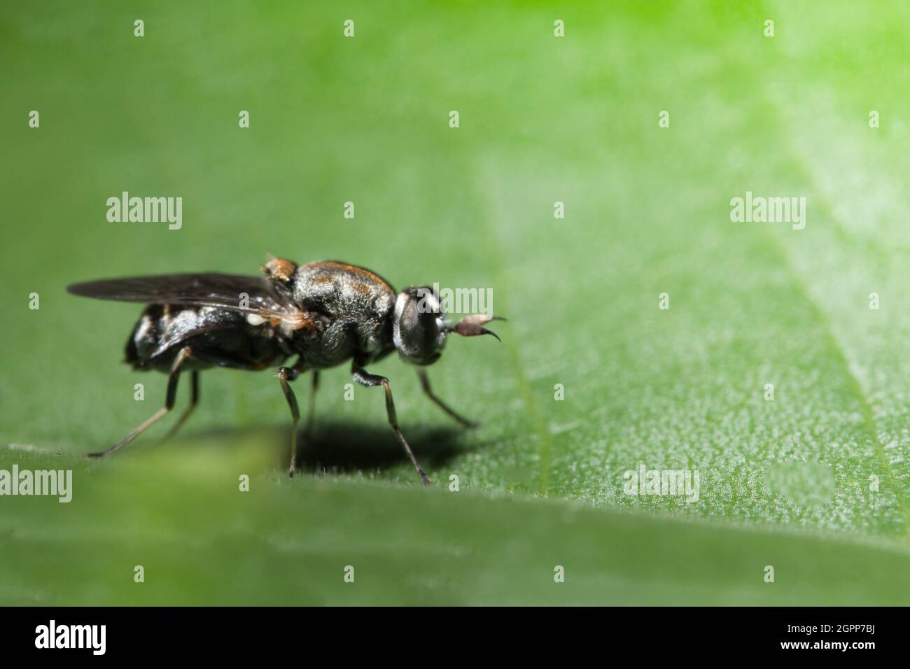 Close up photos of fruit fly Stock Photo - Alamy