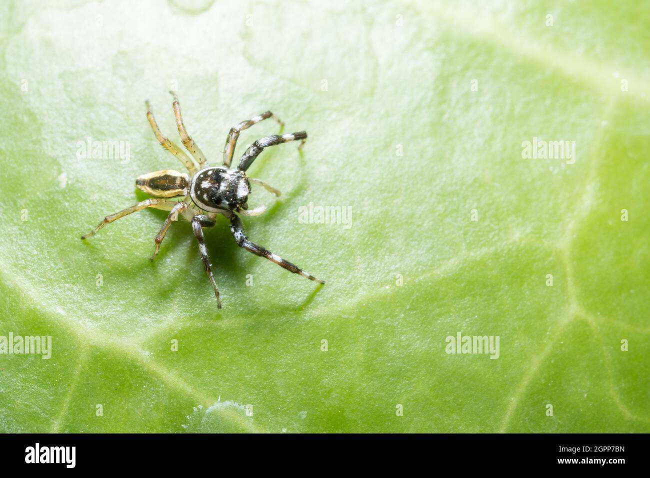 Close up photos of spiders On a green leaf Stock Photo - Alamy