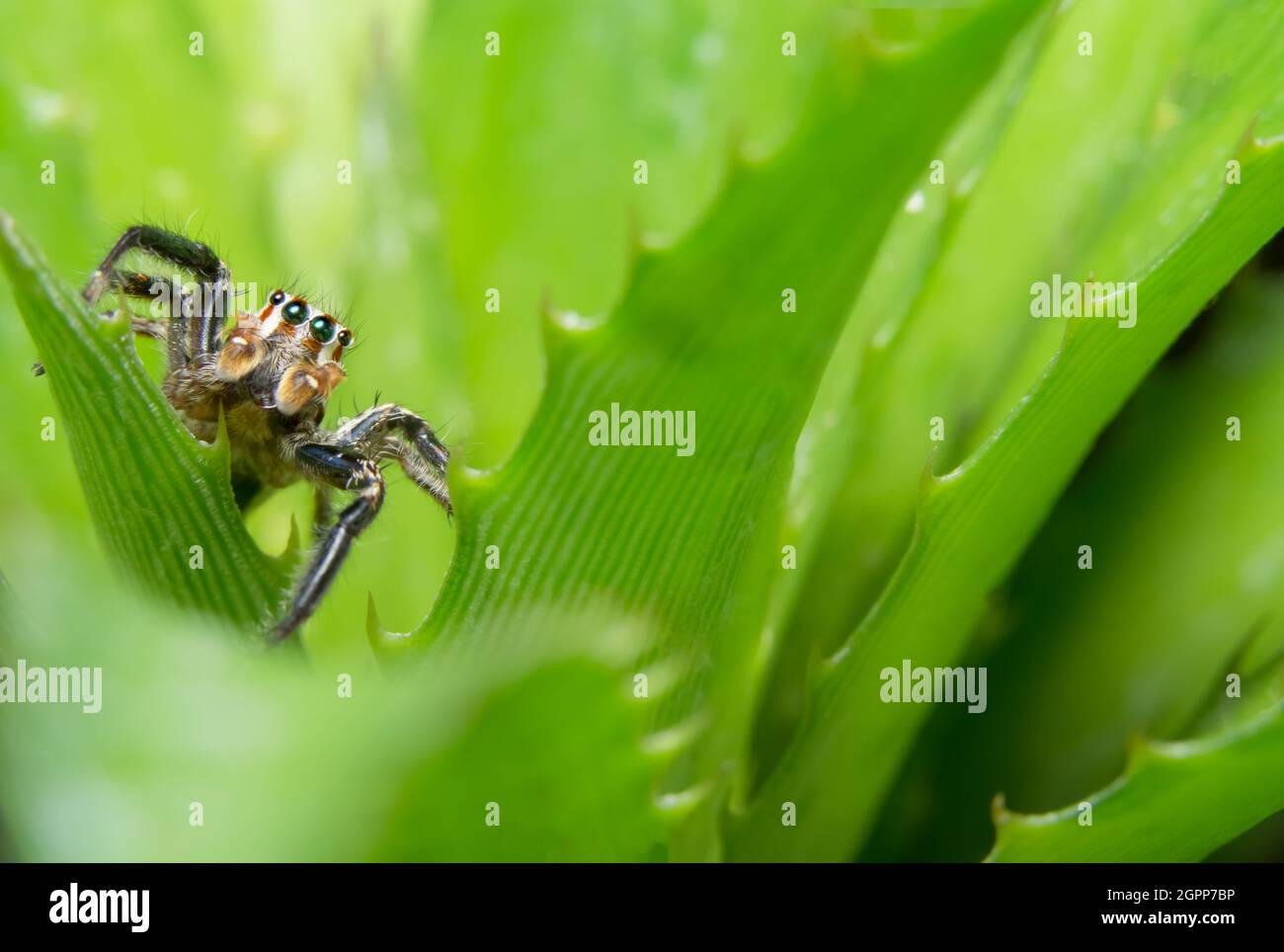 Redback spider eyes hi-res stock photography and images - Alamy