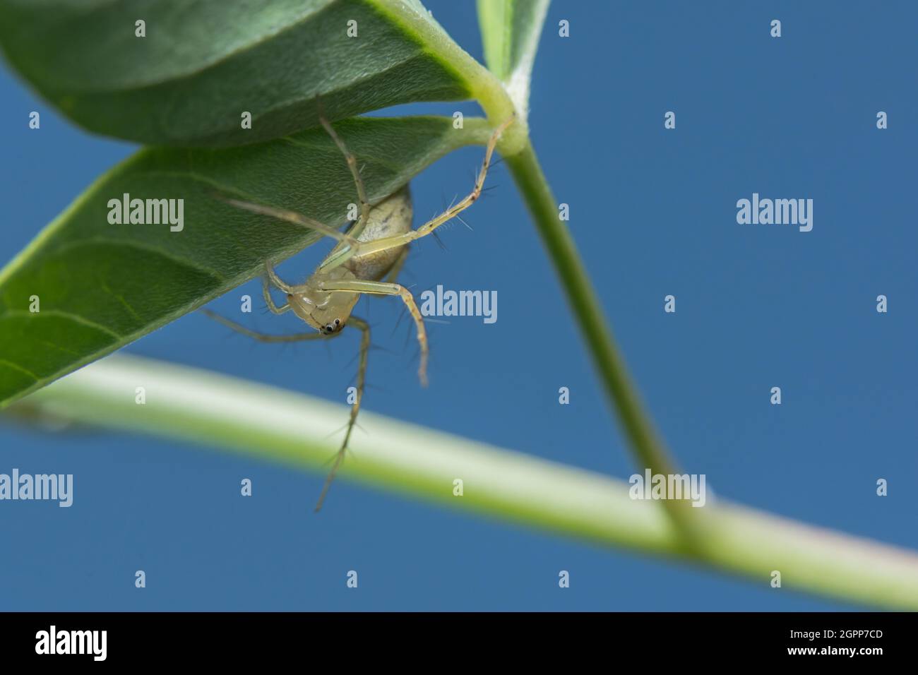 Redback spider eyes hi-res stock photography and images - Alamy