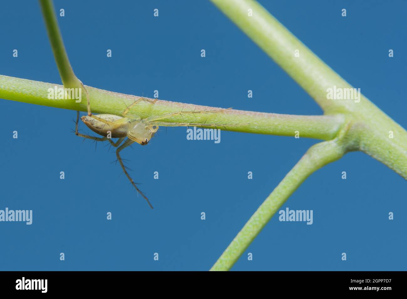 Redback spider eyes hi-res stock photography and images - Alamy