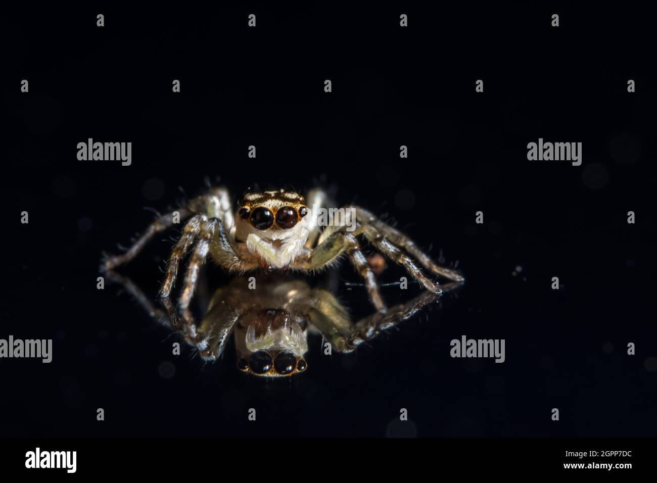 Spider on mirror hi-res stock photography and images - Alamy