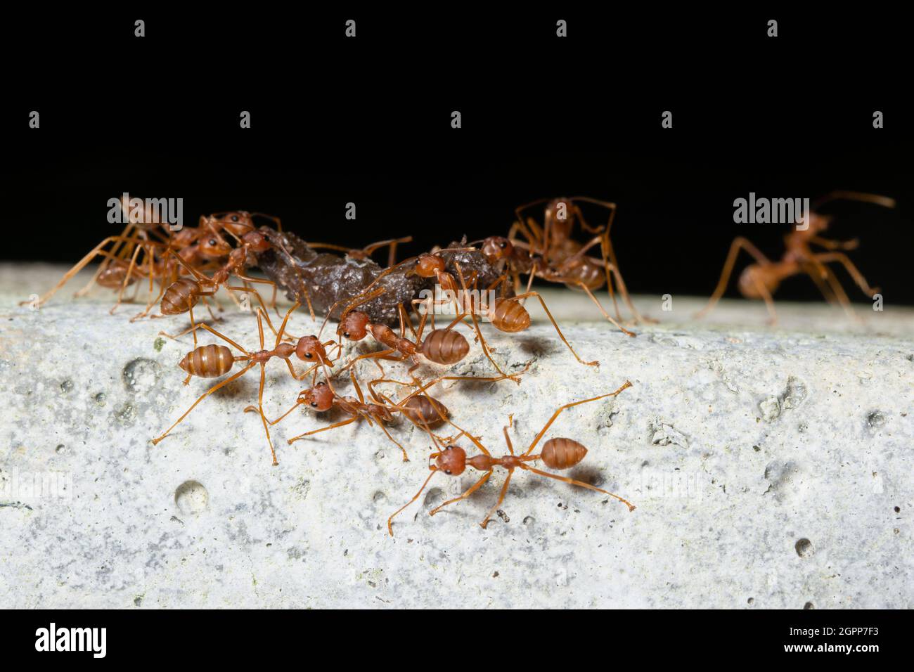 Green ants build bridge hi-res stock photography and images - Alamy