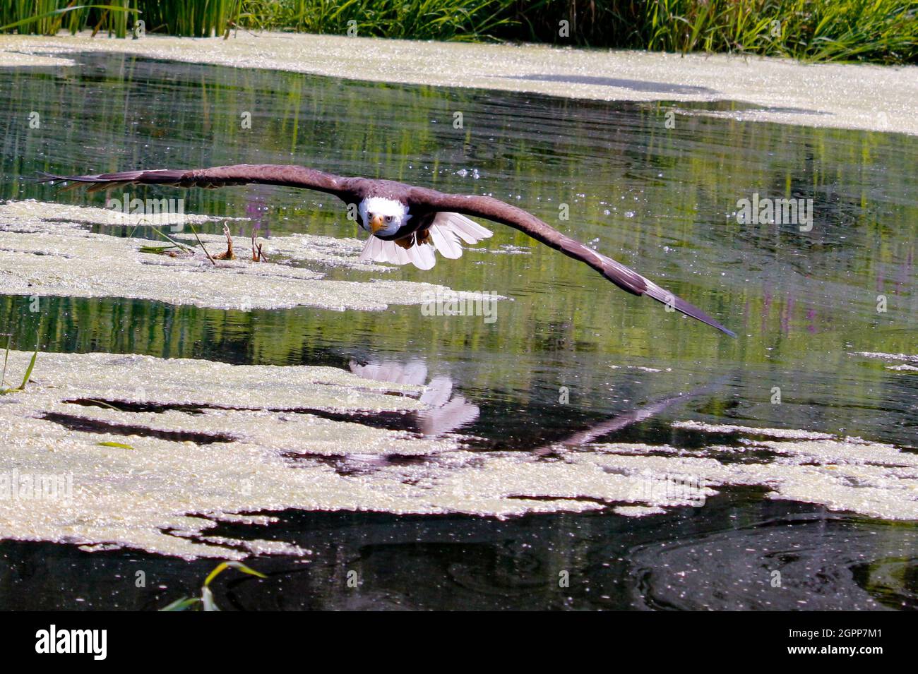Bald eagle flying above the water surface Stock Photo - Alamy
