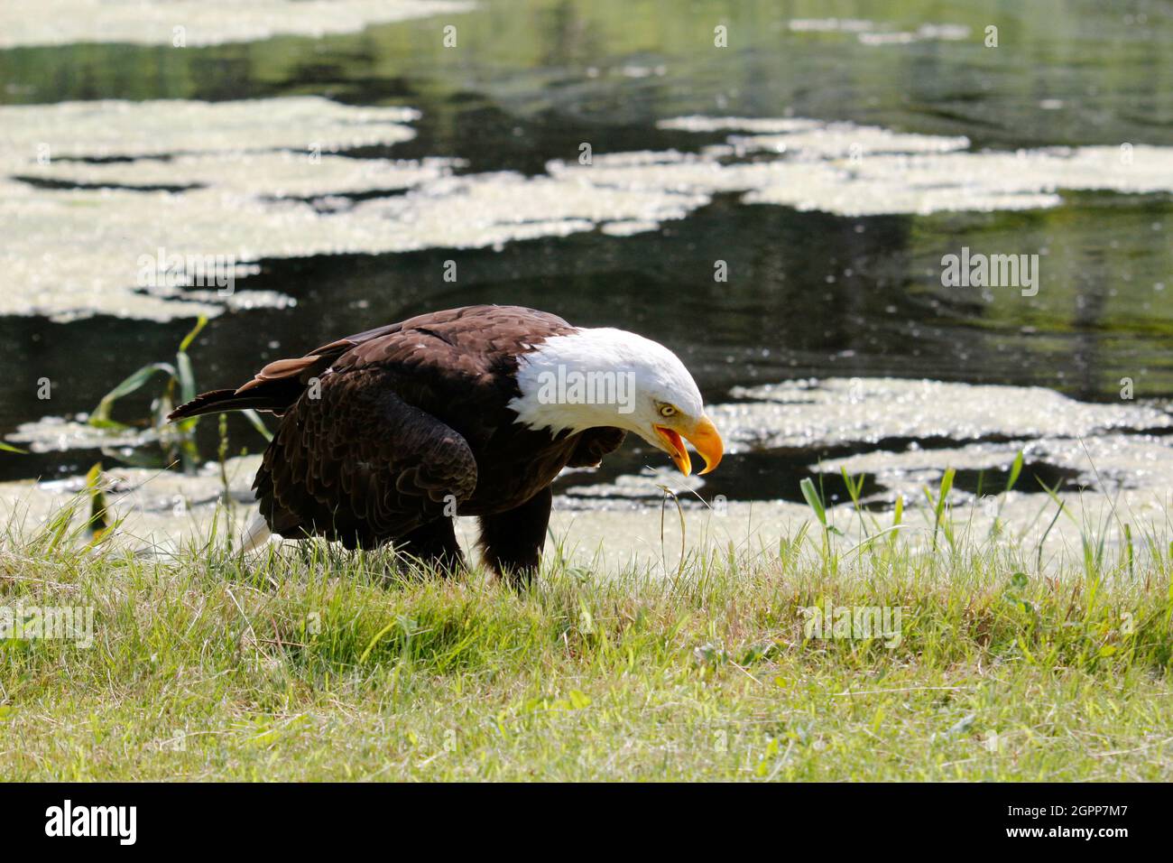 Closeup of the bald eagle standing on the grass near the lake Stock ...