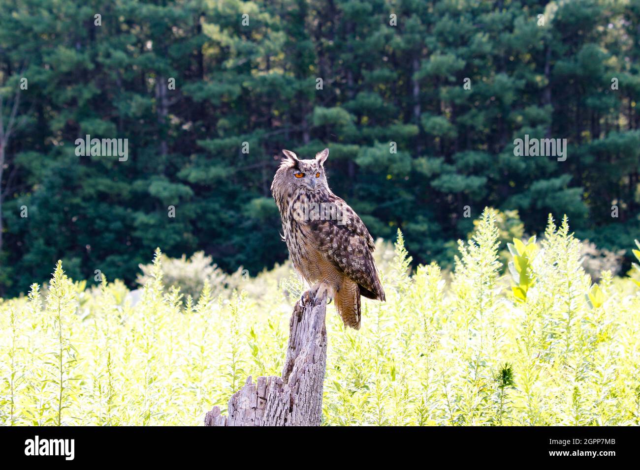 Animal world eagle owl outdoors hi-res stock photography and images - Alamy