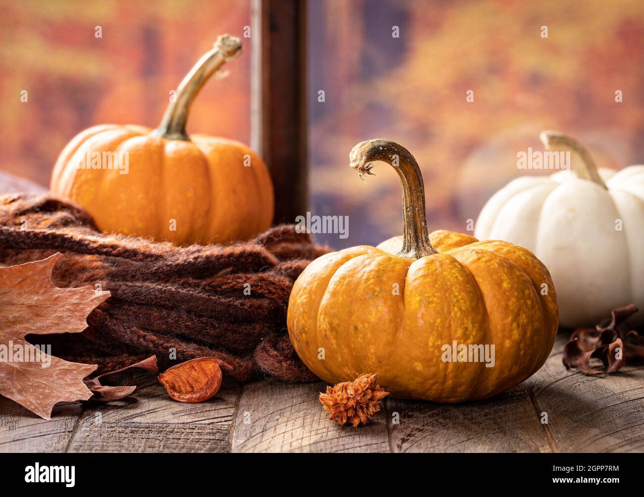 Colorful mini pumpkins hi-res stock photography and images - Alamy