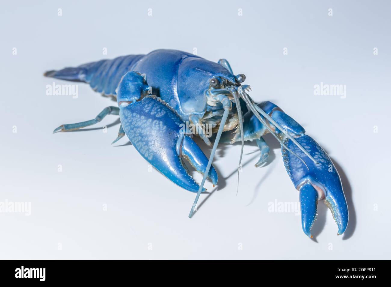 Crayfish blue (Cherax Destructor Stock Photo - Alamy