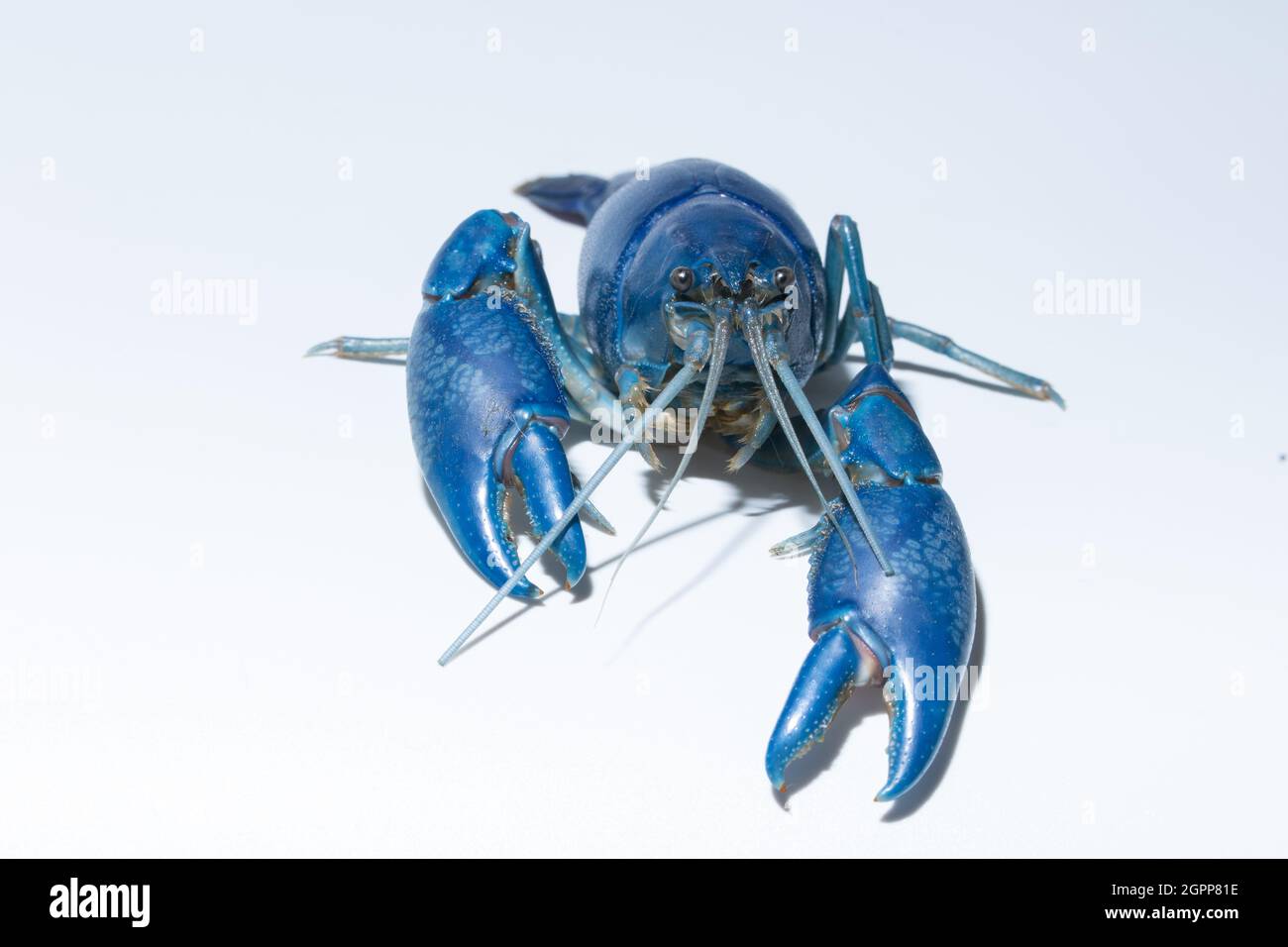 Crayfish blue (Cherax Destructor Stock Photo - Alamy