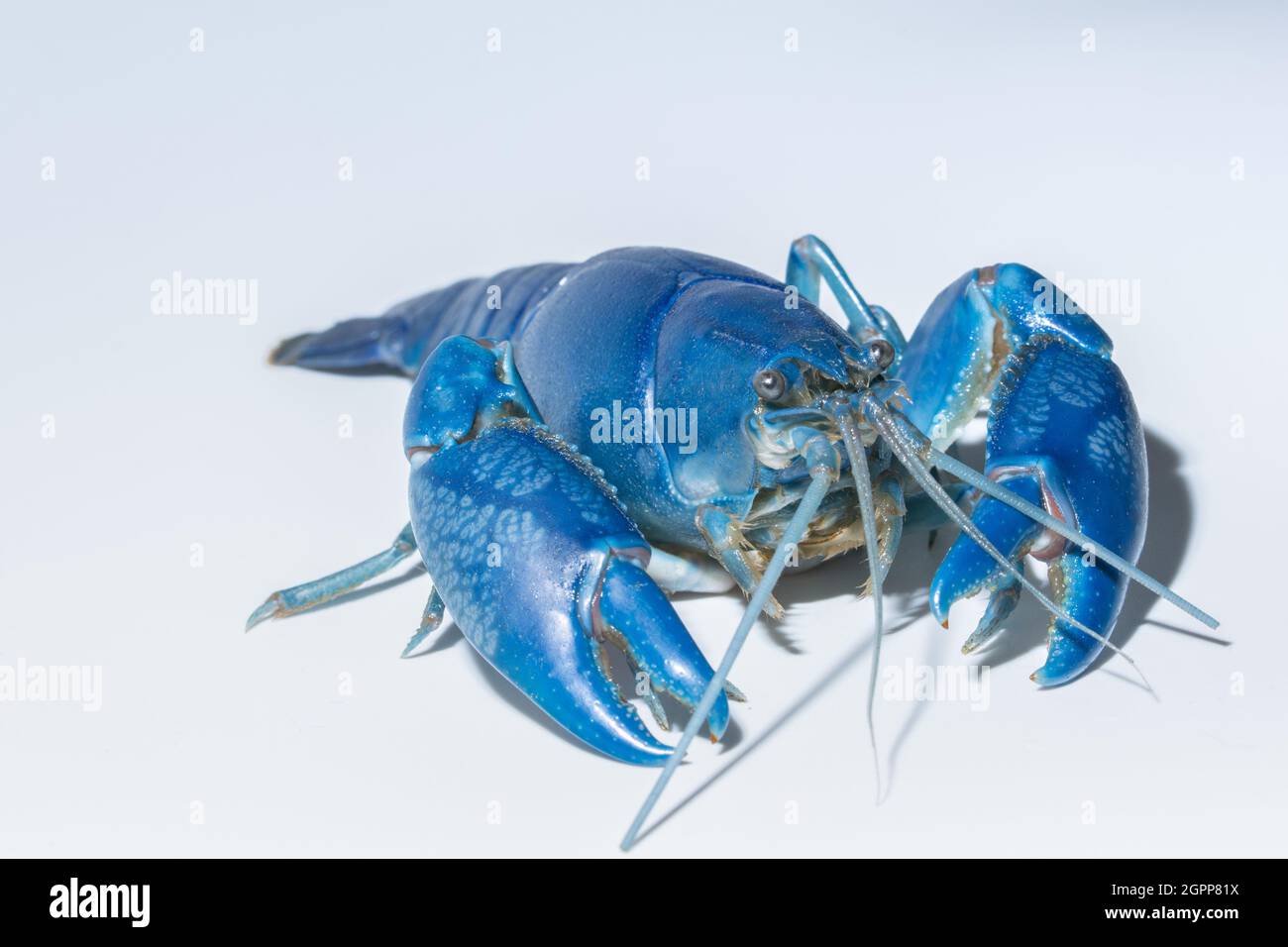 Cherax destructor hi-res stock photography and images - Alamy