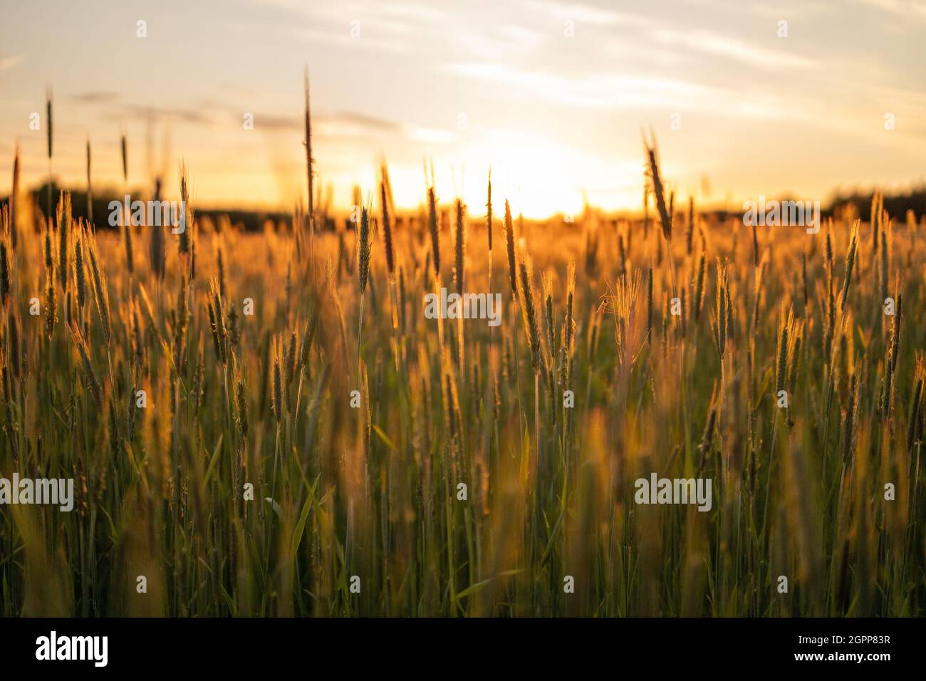 Beautiful farmland landscape wheat field hi-res stock photography and ...