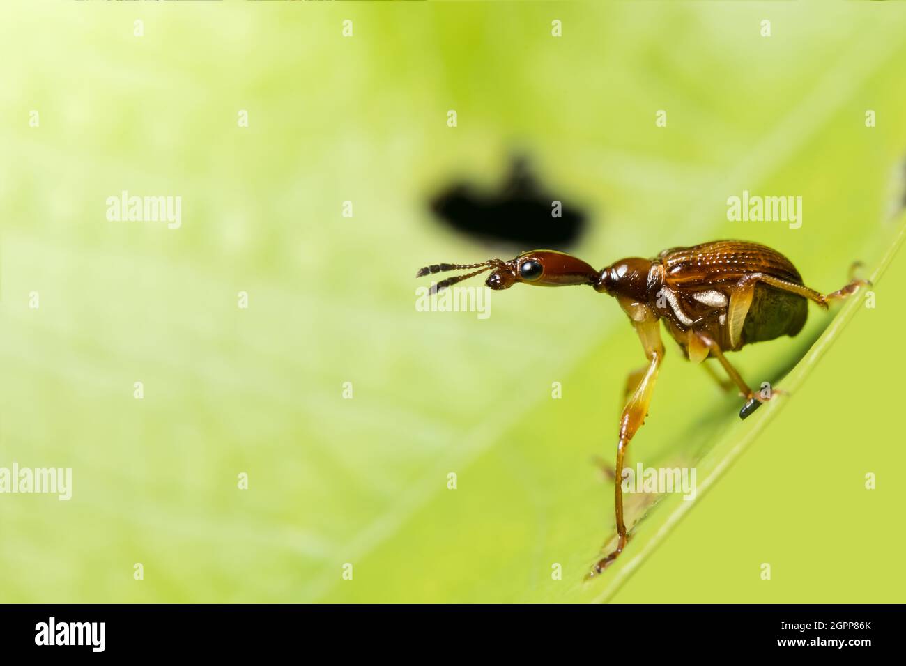 Macro insect Curculionoidea on leaf Stock Photo - Alamy