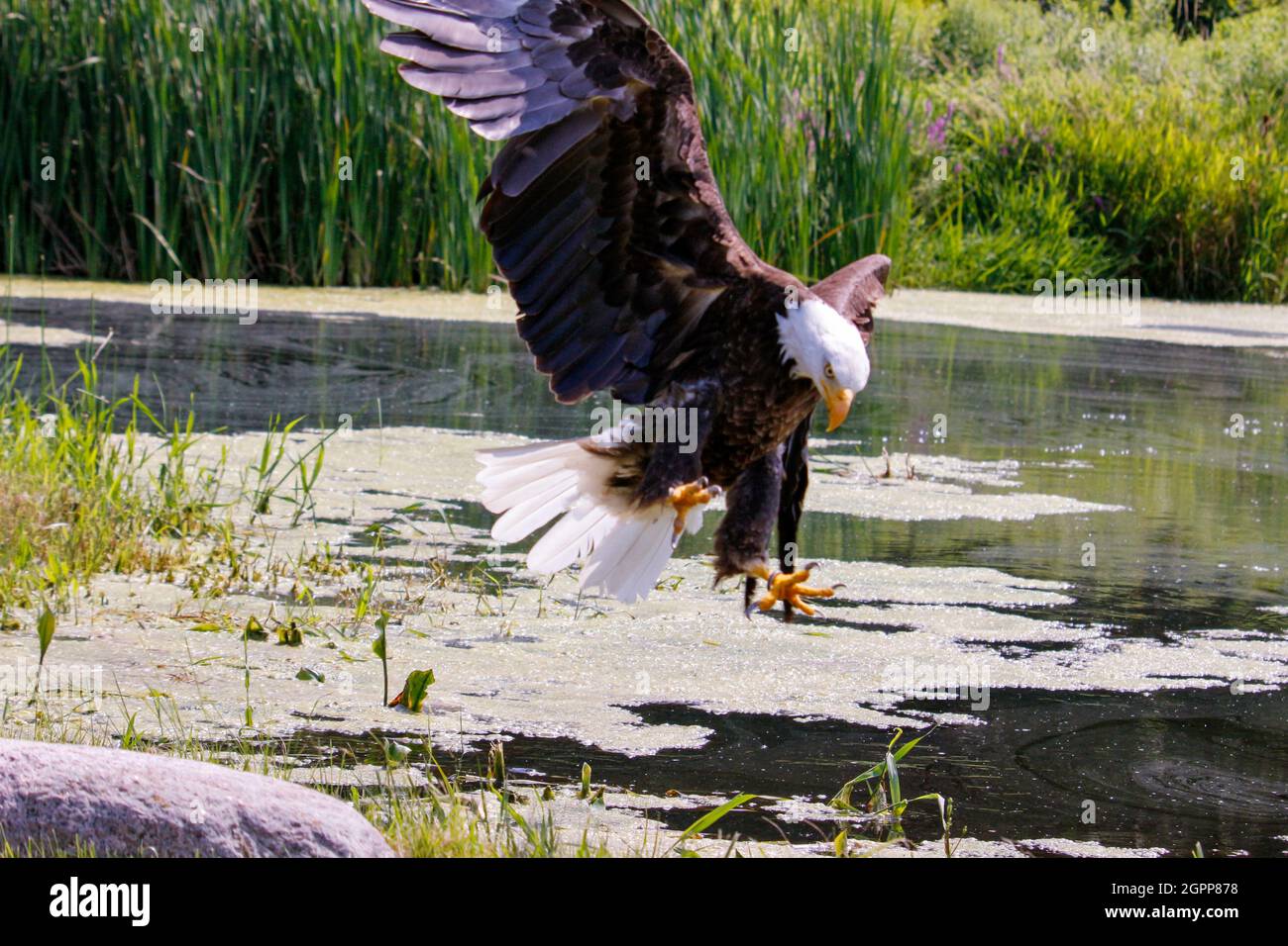 Closeup of the bald eagle hunting Stock Photo - Alamy