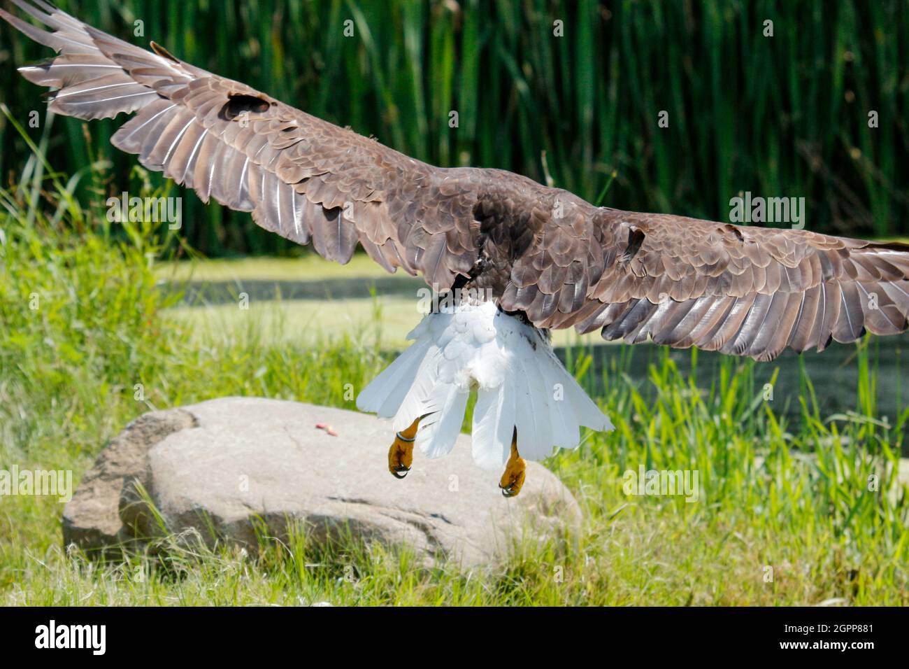Closeup of the bald eagle during flight Stock Photo - Alamy