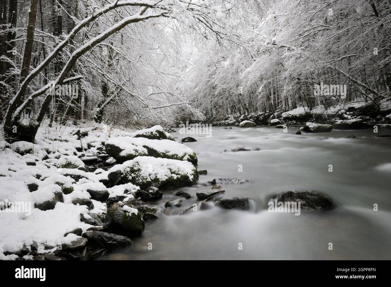 Le Dranse, mountain river in winter forest landscape, morion blur ...