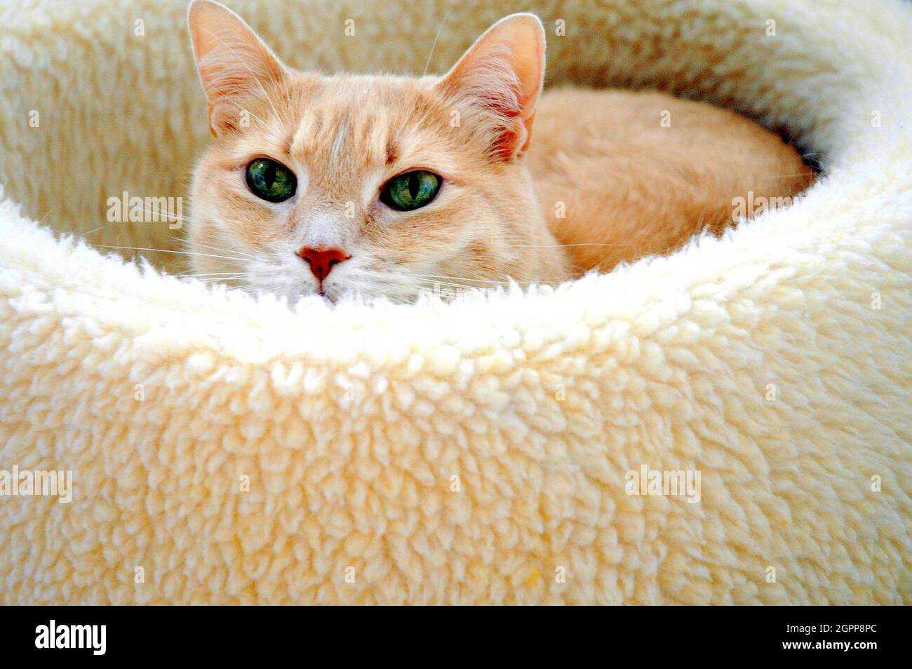 Portrait of a beautiful ginger cat with fierce green eyes resting on a ...
