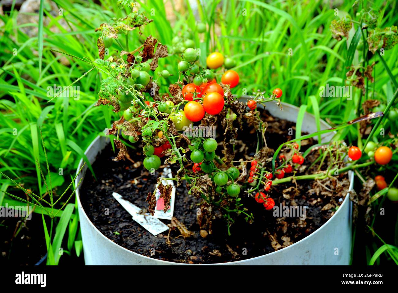Fresh blooming tomato plants growing in a pot in the garden Stock Photo ...