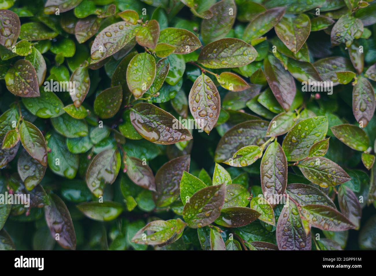 Green leaf water drops on hi-res stock photography and images - Alamy