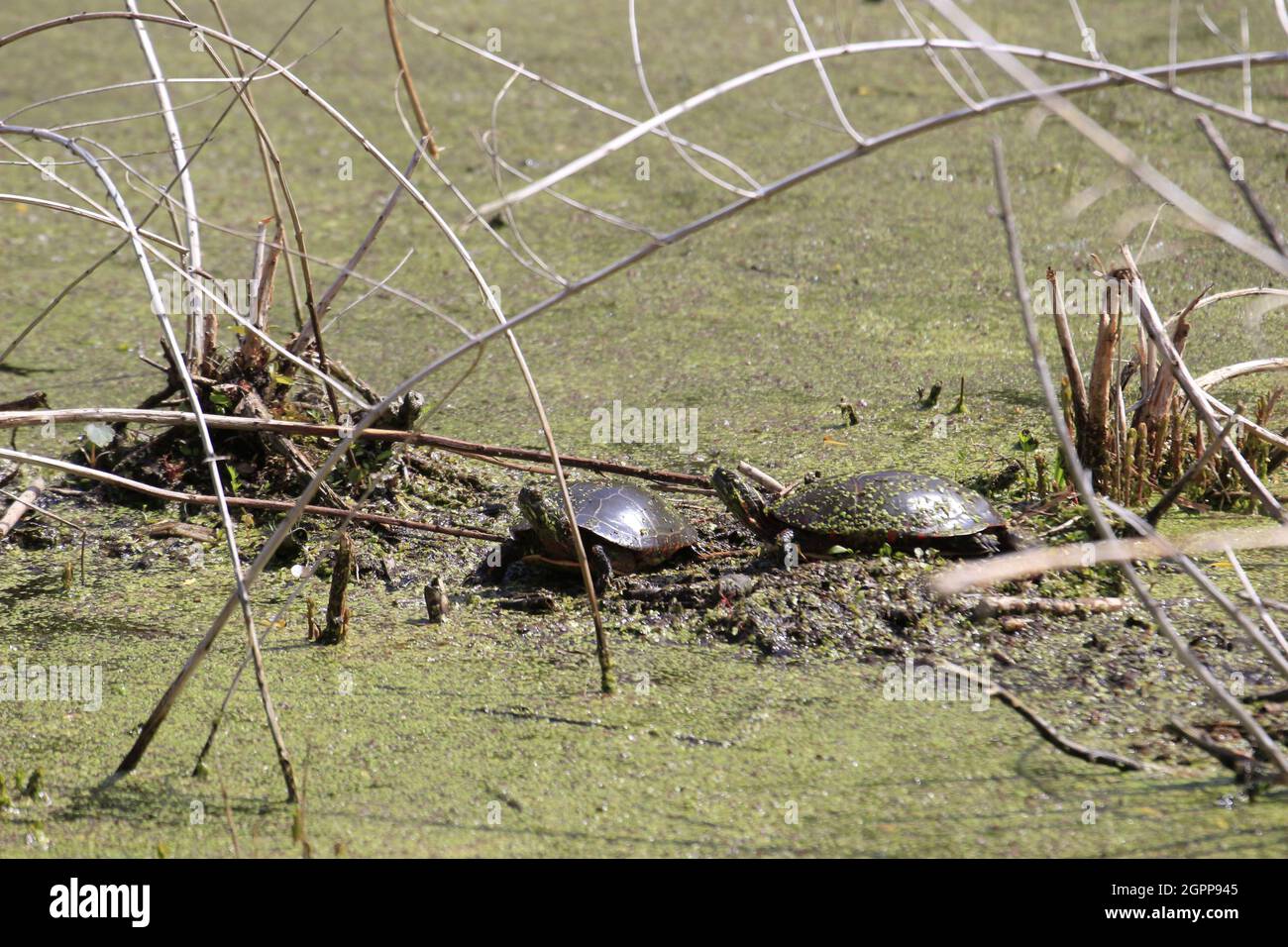 Closeup of the two small turtles crawling near the pond Stock Photo - Alamy