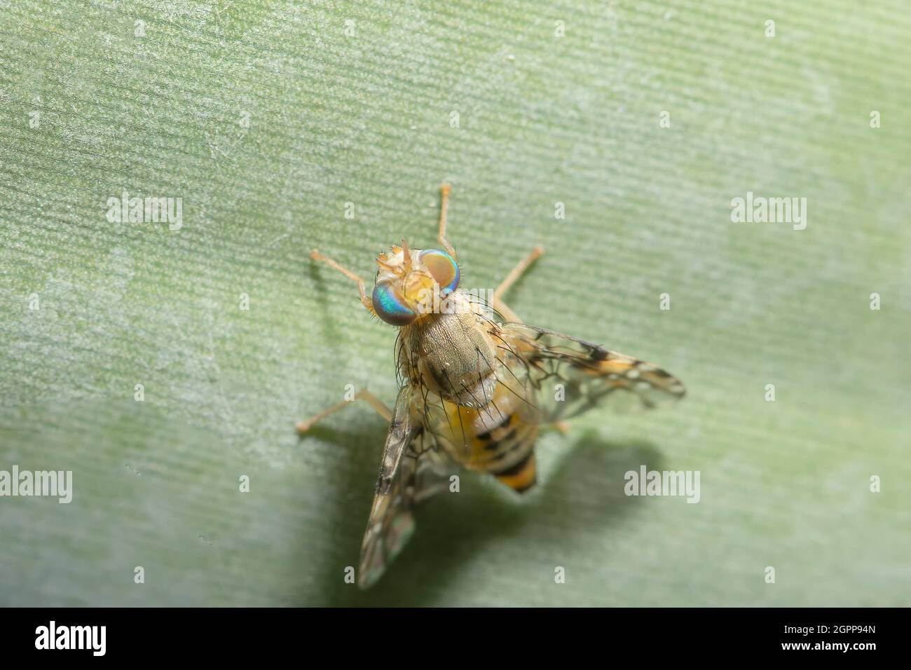 Close up photo of Drosophila melanogaster Stock Photo - Alamy