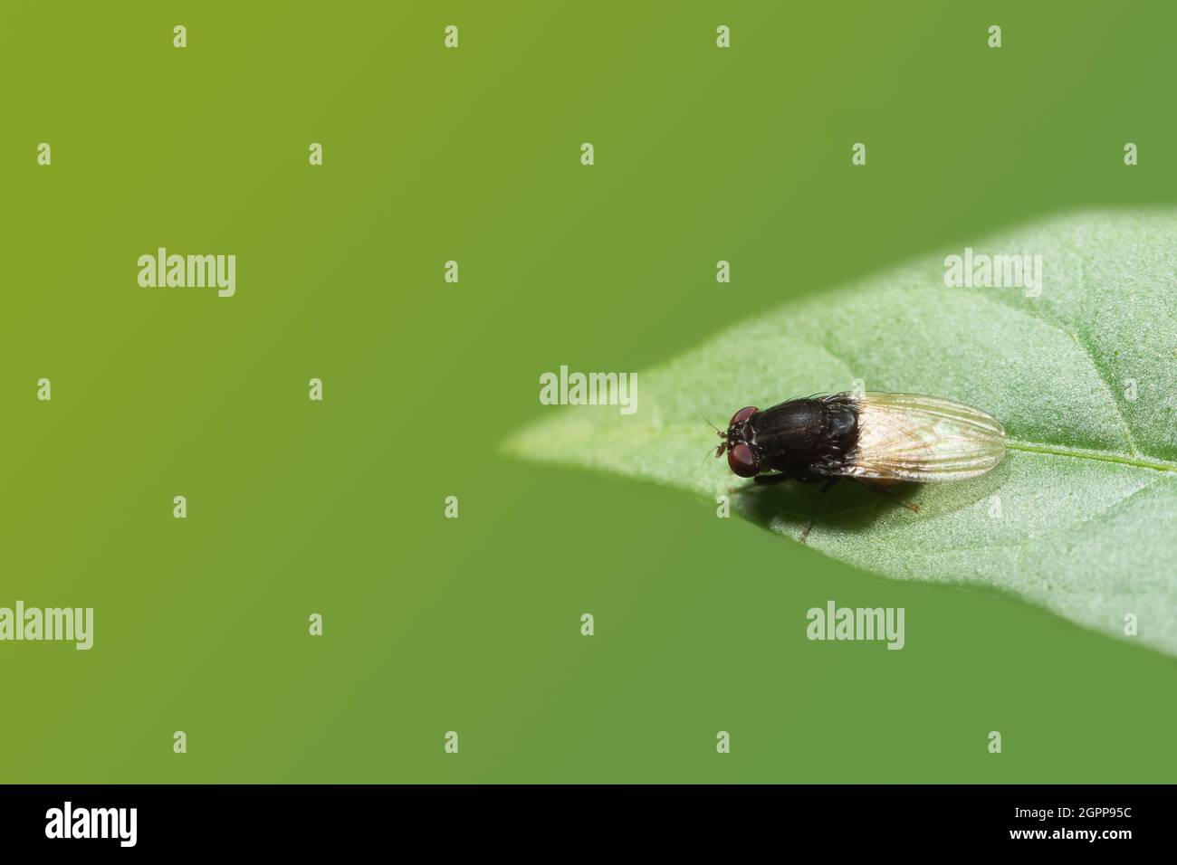 Close up photos of fruit fly Stock Photo - Alamy